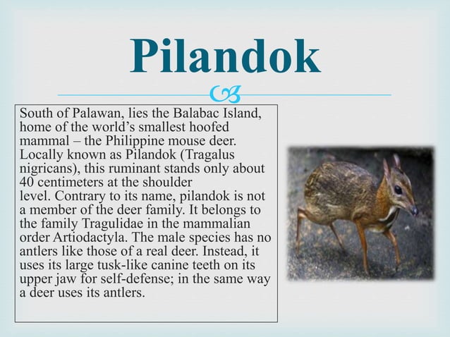 Flora and Fauna in the Philippines | PPTX