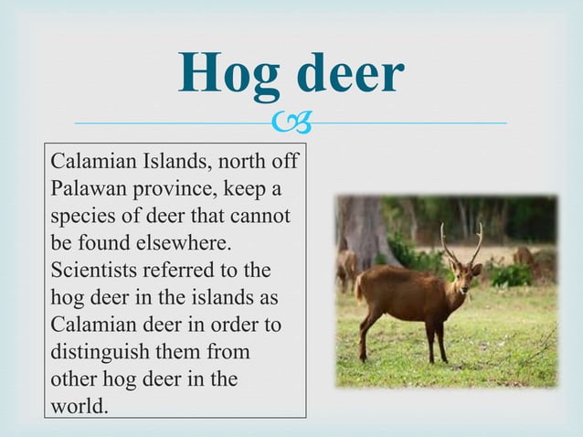 Flora and Fauna in the Philippines | PPTX