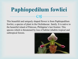 Flora and Fauna in the Philippines | PPTX