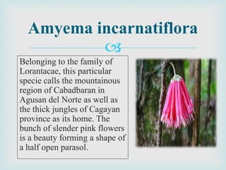 Flora and Fauna in the Philippines | PPTX