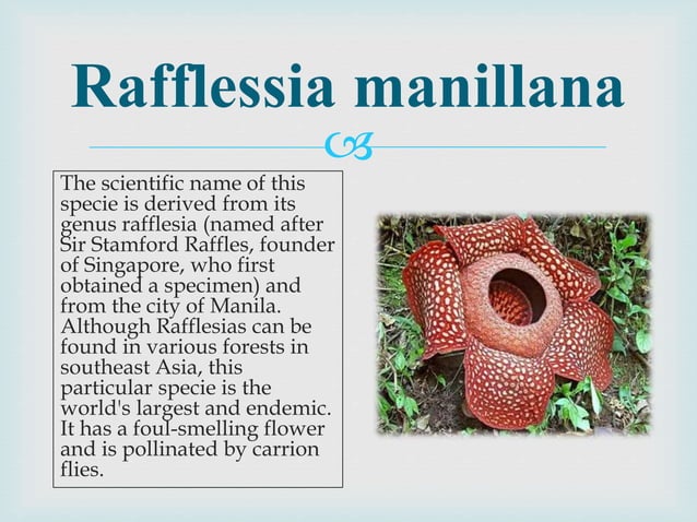 Flora and Fauna in the Philippines