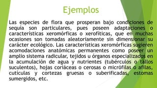 BOSQUE SECO TROPICAL | PPTX