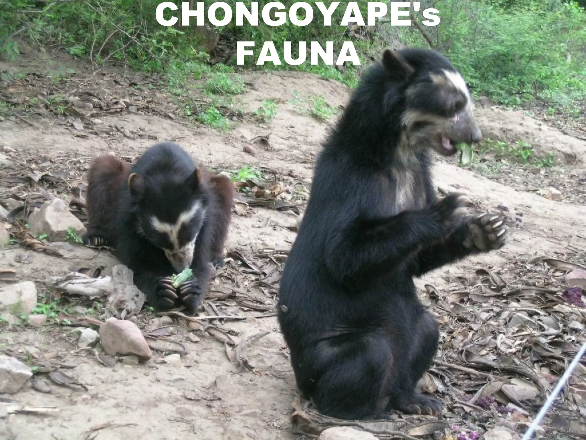 FLORA AND CHONGOYAPE´s FAUNA | PPT