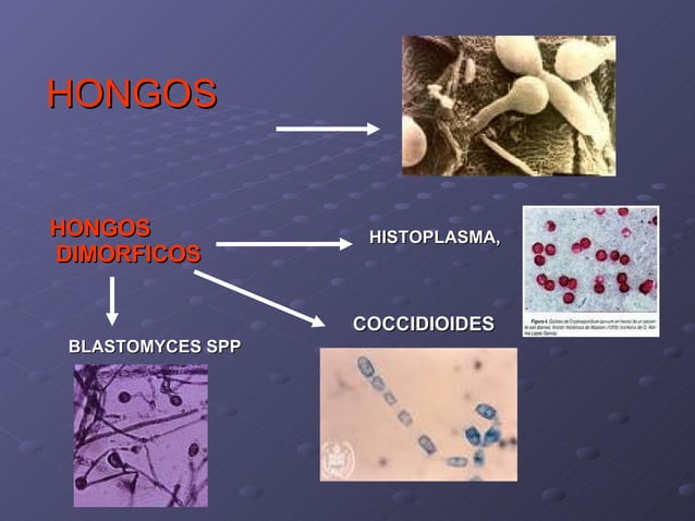 Flora Bacteriana Vias Respiratoria Inferiores | PPT