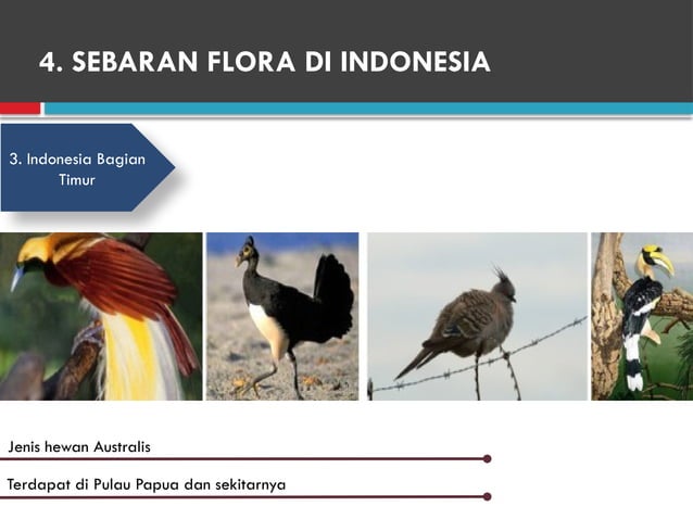 Flora-fauna-di-indonesia-dan-dunia persebaran.pptx
