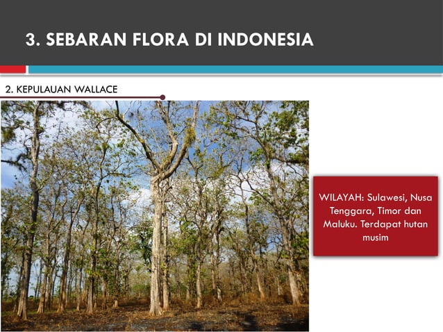 Flora-fauna-di-indonesia-dan-dunia persebaran.pptx