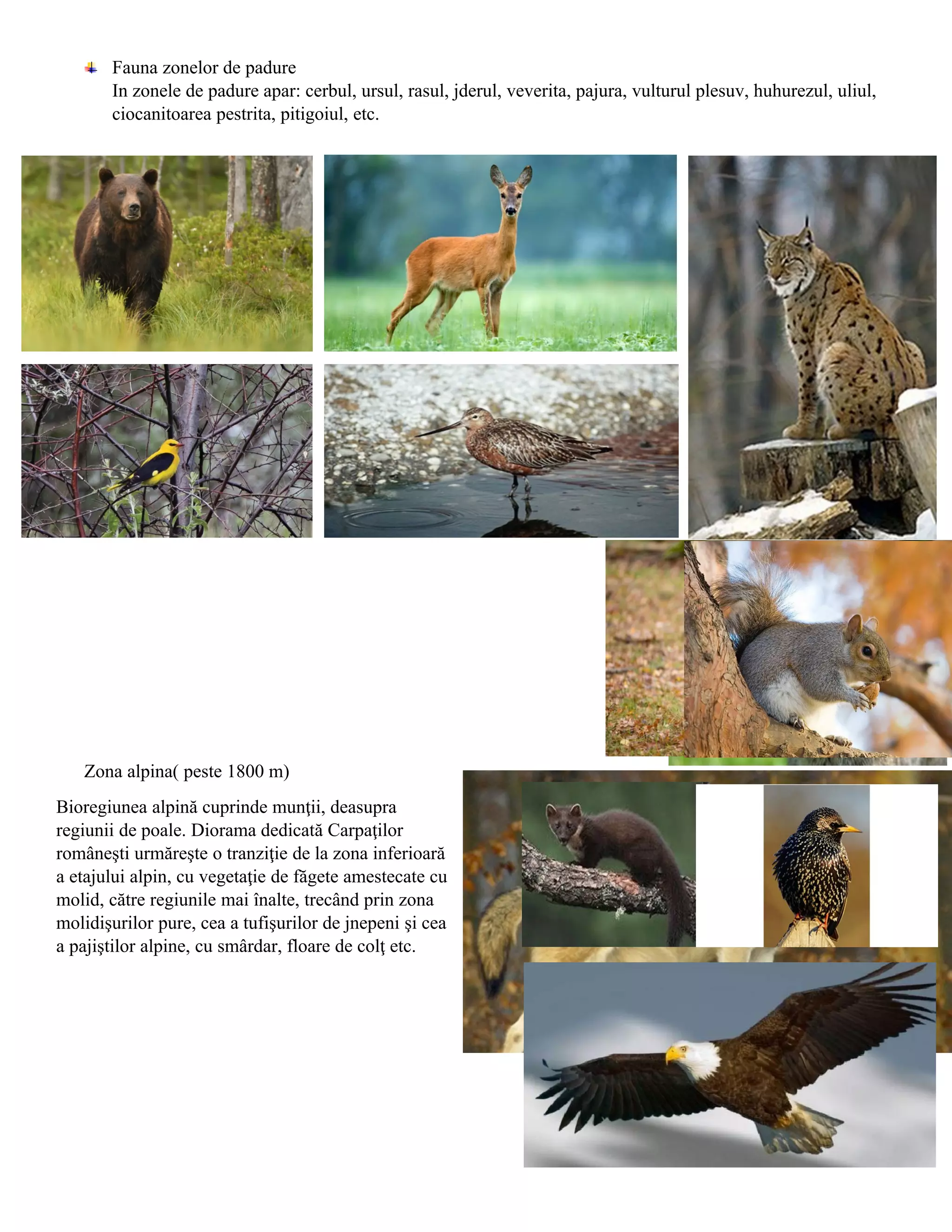 flora-si-fauna-romanieidocx.pdf