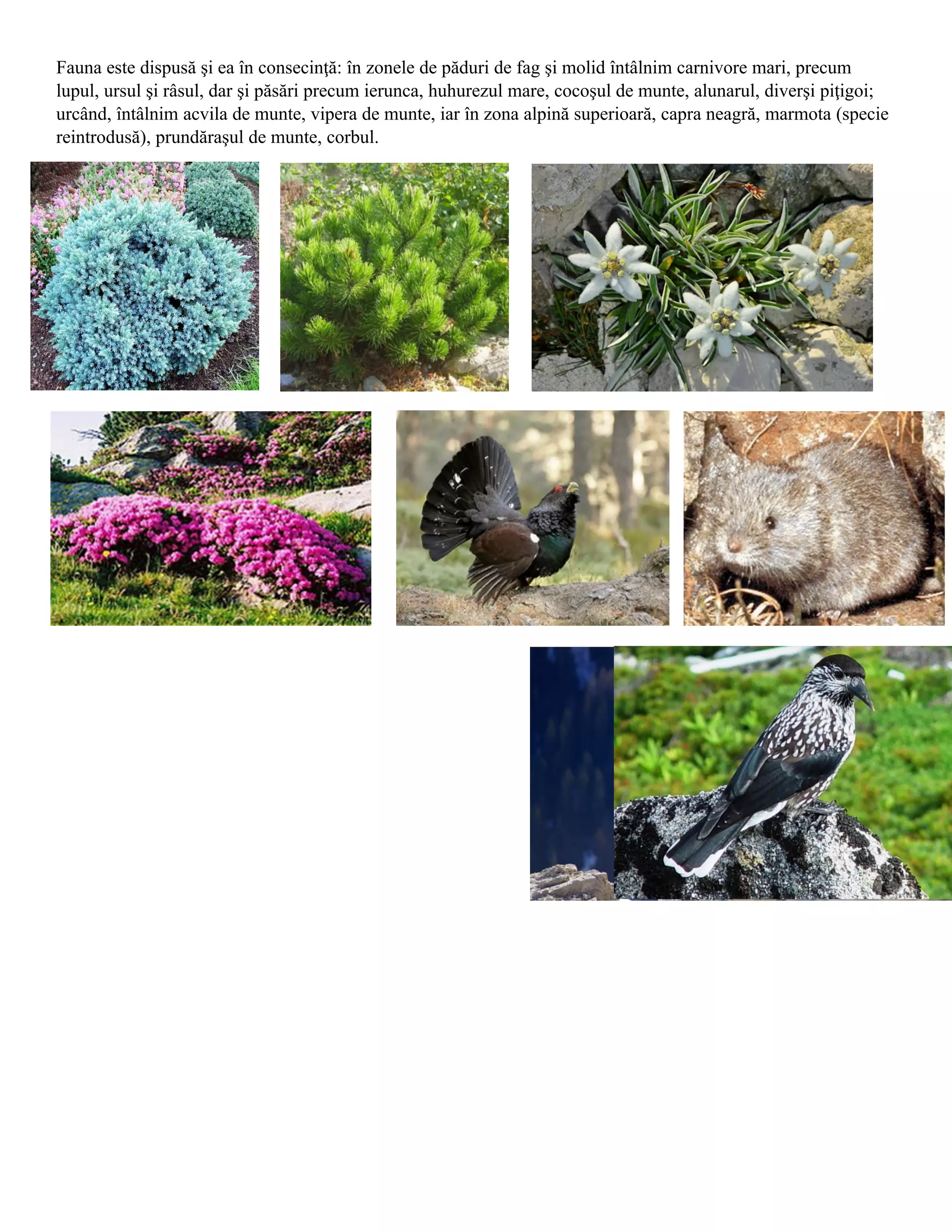 flora-si-fauna-romanieidocx.pdf