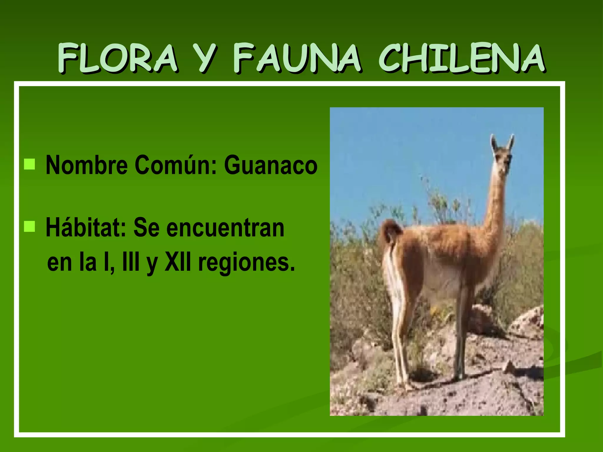 Flora Y Fauna Chilena.Pptee | PPT