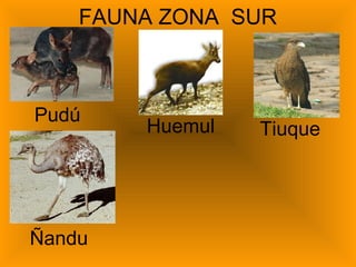 Flora y fauna de chile | PPT