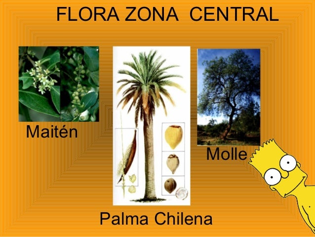Flora y fauna de chile