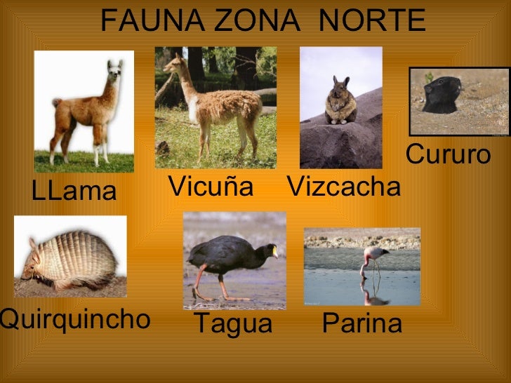 Flora Y Fauna De Chile