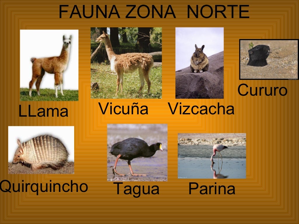 Flora Y Fauna De Chile