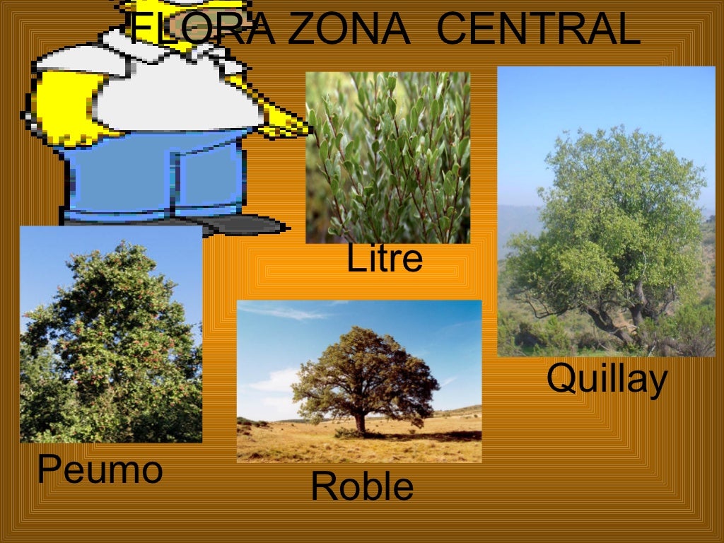 Flora Y Fauna De Chile