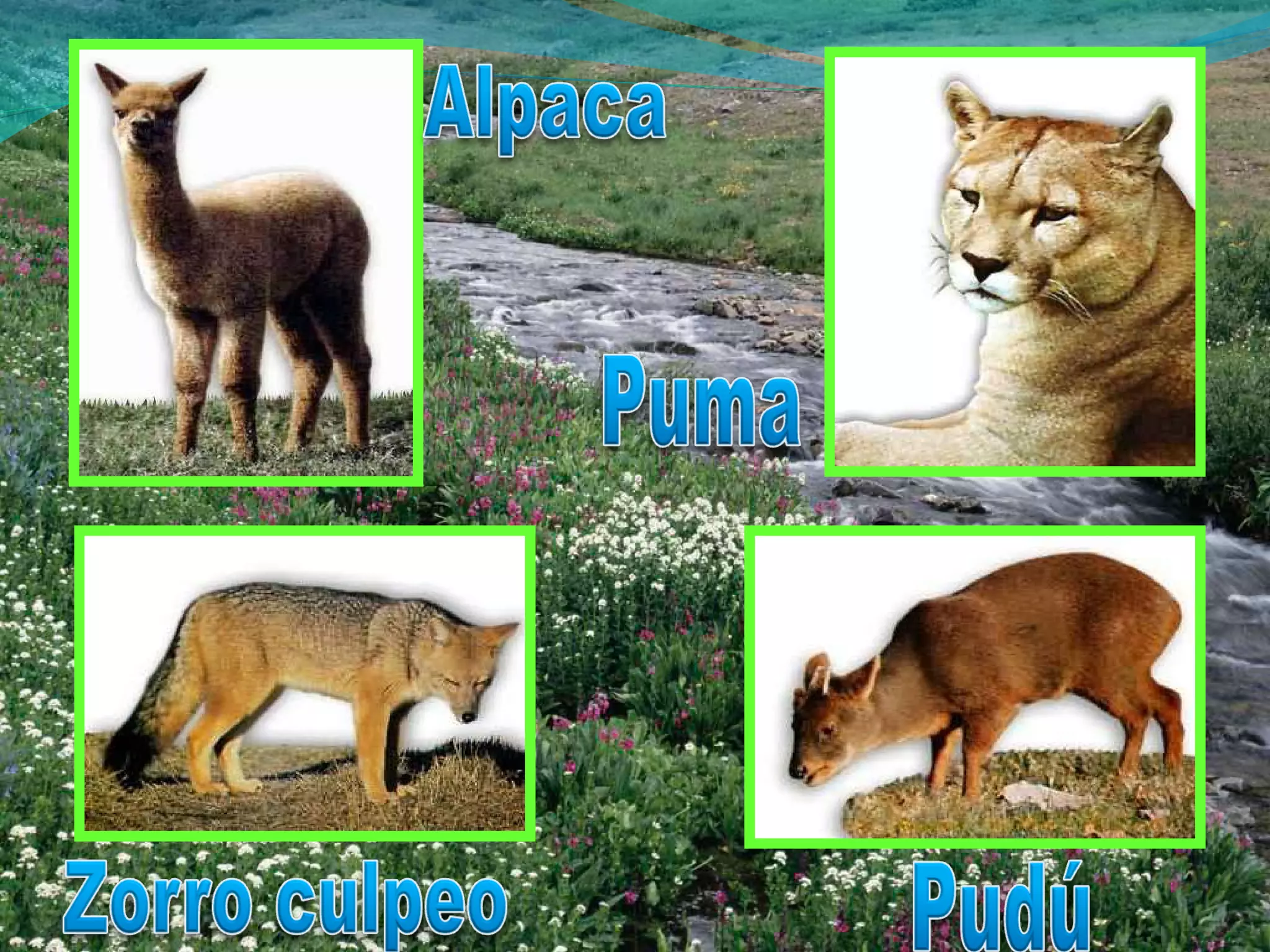 Flora Y Fauna De Chile.Ppt 2 | PPT