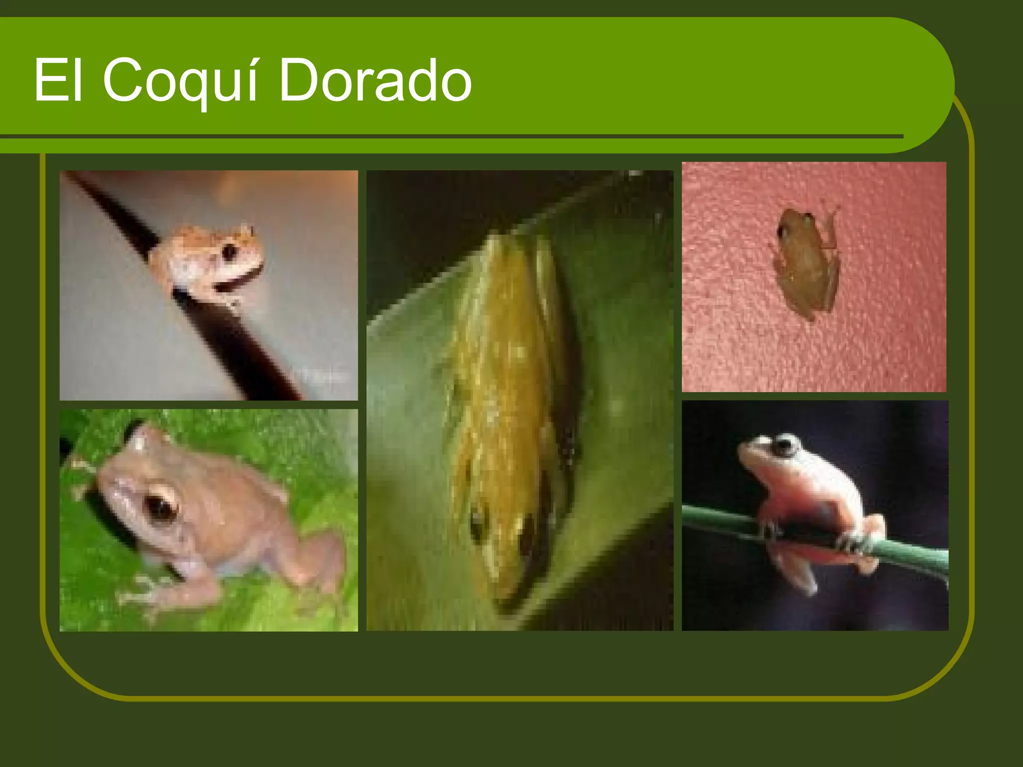 Flora Y Fauna De Puerto Rico | PPT | Zoos & Aquariums | Attractions