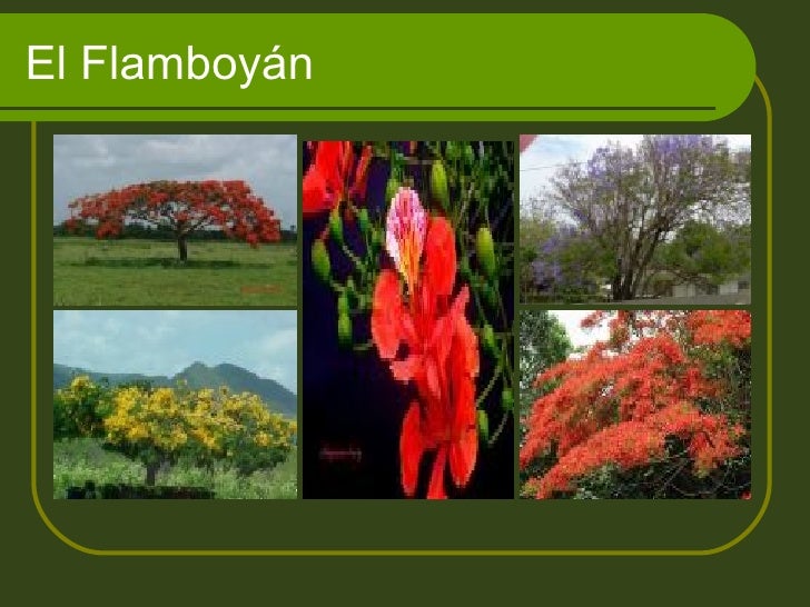 Flora Y Fauna De Puerto Rico Lessons Blendspace Images And Photos Finder