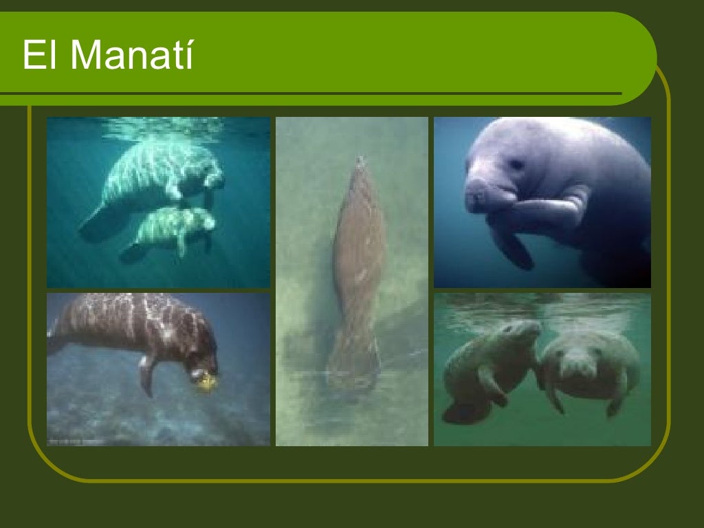 Flora Y Fauna De Puerto Rico