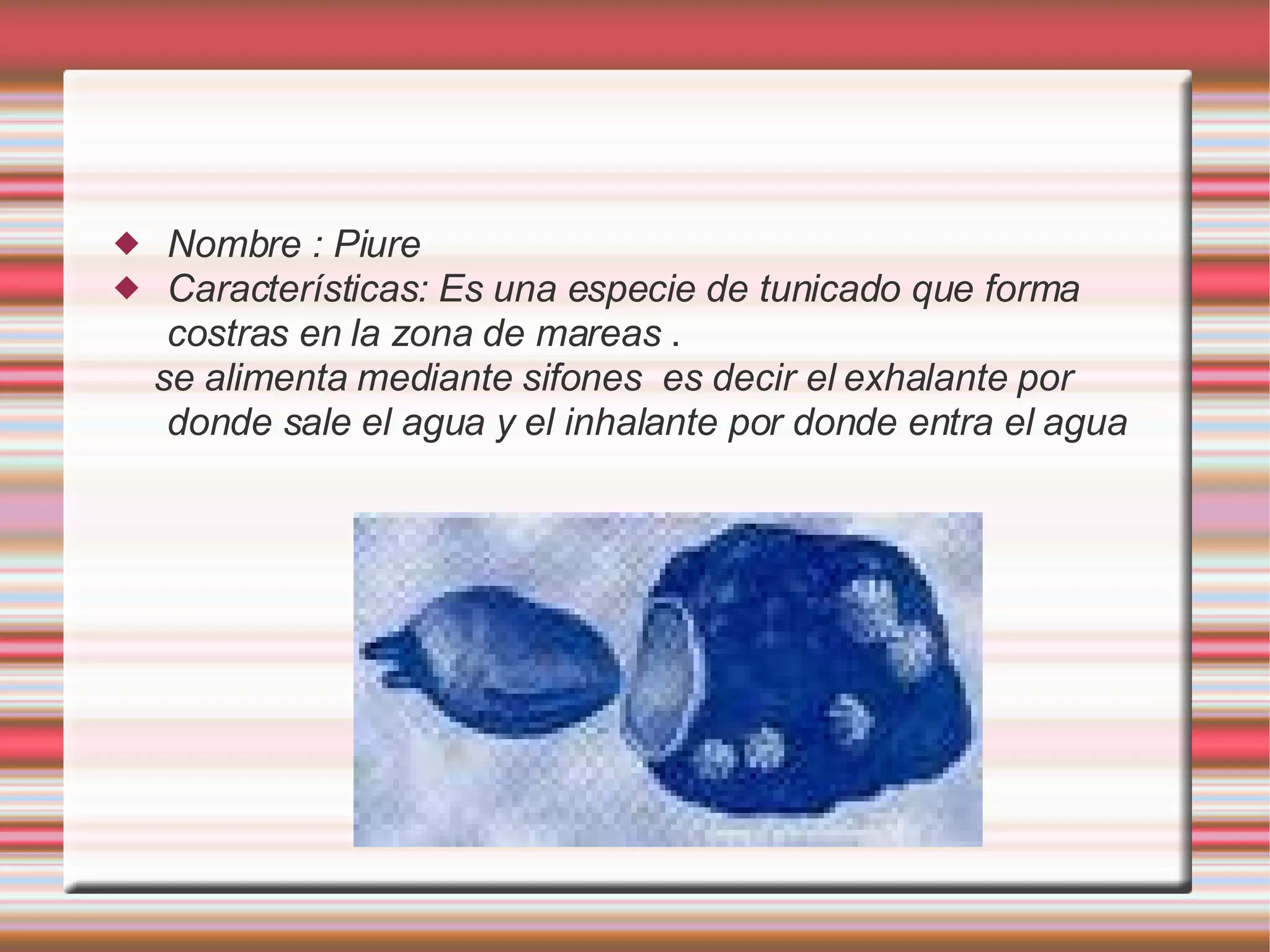 Flora Y Fauna Del Mar Chileno | PPT | South America Travel | Travel ...