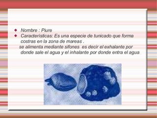 Flora Y Fauna Del Mar Chileno | PPT