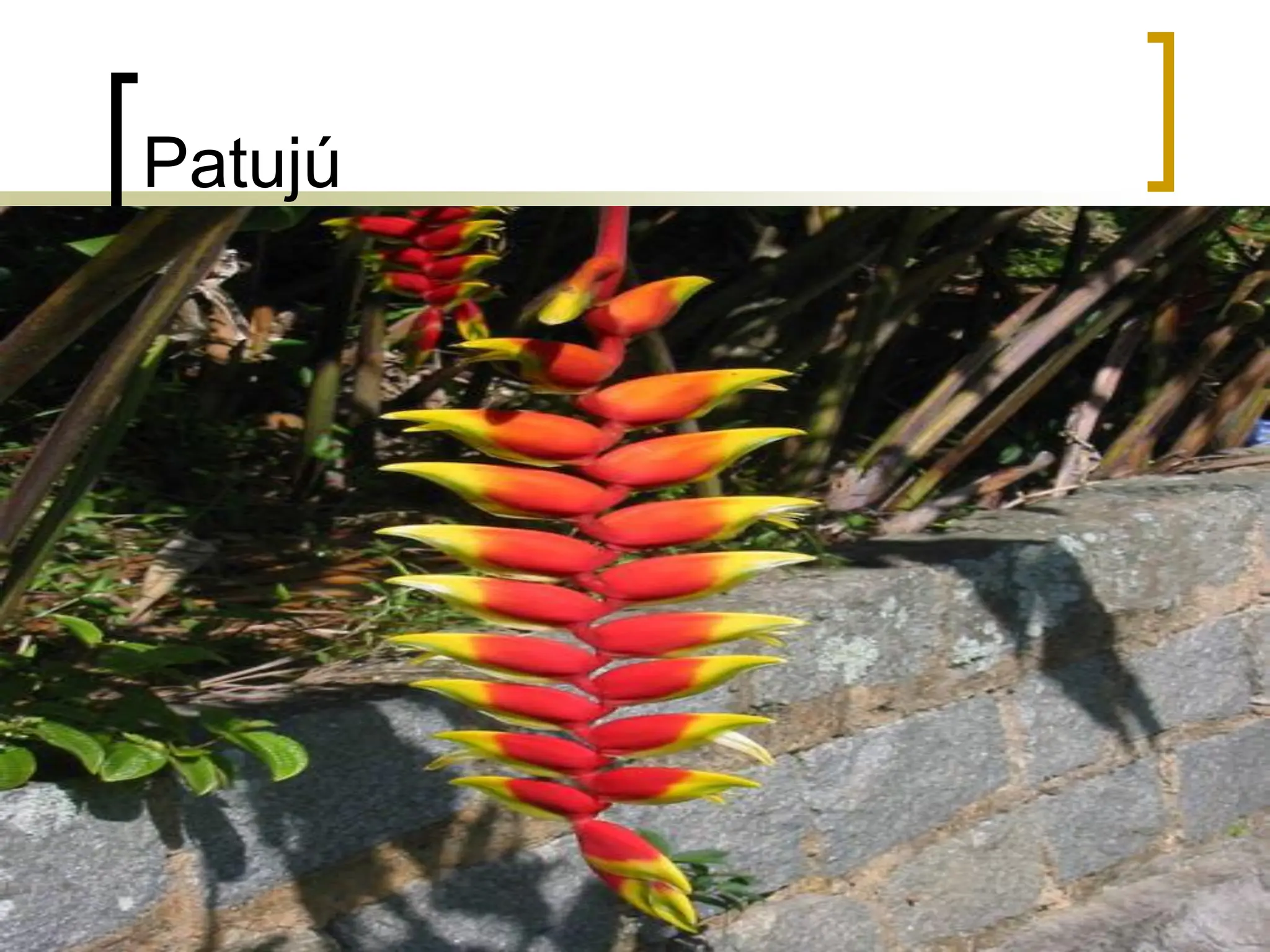 Biodiversidad, Flora-y-Fauna de Bolivia.pdf