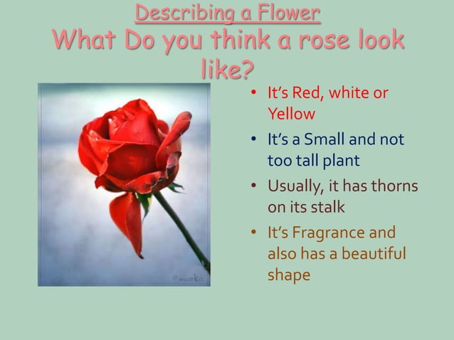 Flora and fauna | PPTX