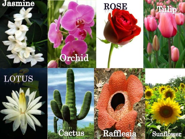 Flora and fauna | PPTX