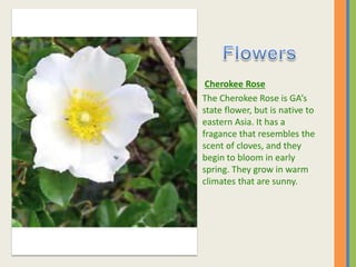 Flora and fauna - Georgia | PPT