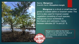 Flora and fauna | PPTX