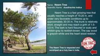 Flora and fauna | PPTX