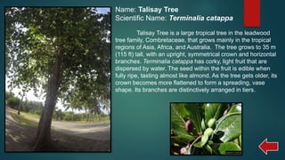 Flora and fauna | PPTX