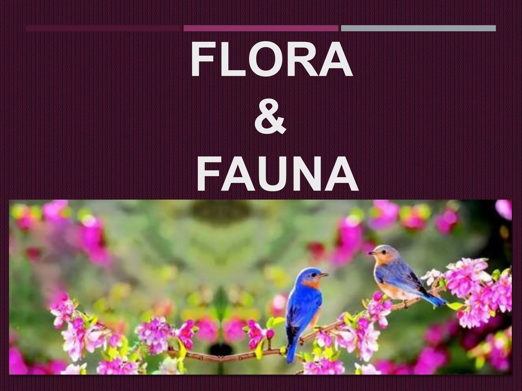 Flora and fauna | PPT