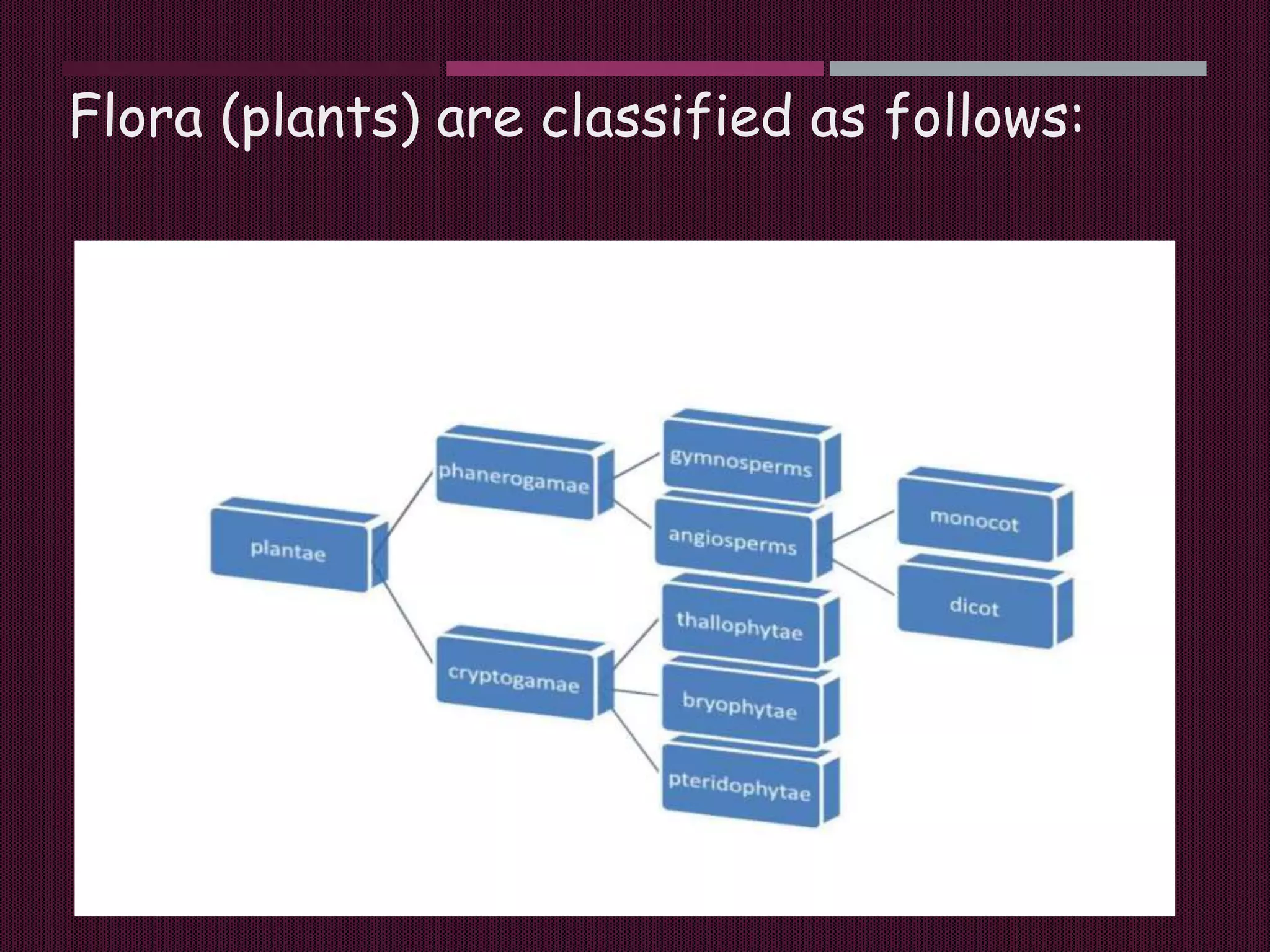 Flora and fauna | PPT