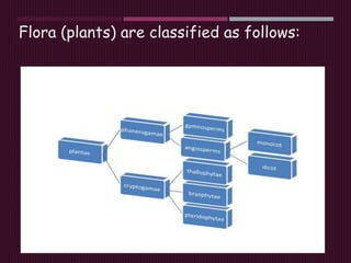 Flora and fauna | PPT