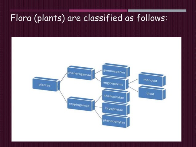 Flora and fauna | PPT | Gardening | Home & Garden