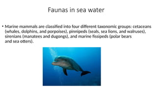 flora and fauna of planet earth : diversity | PPTX