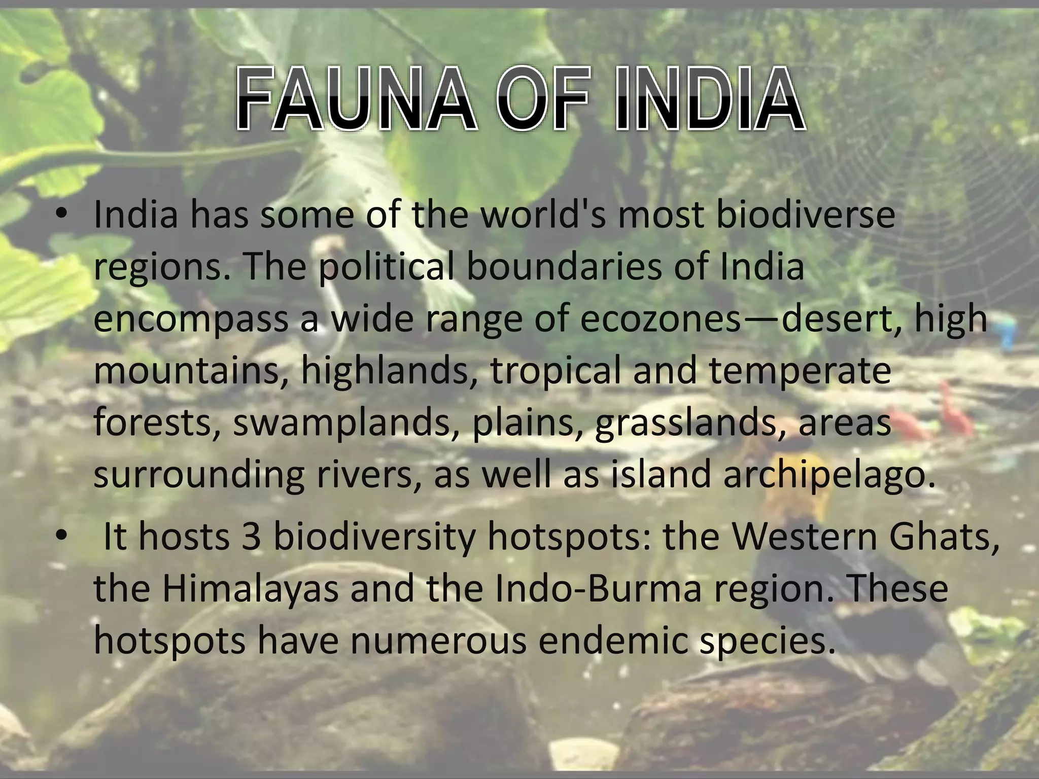 Flora and Fauna-geography | PPTX