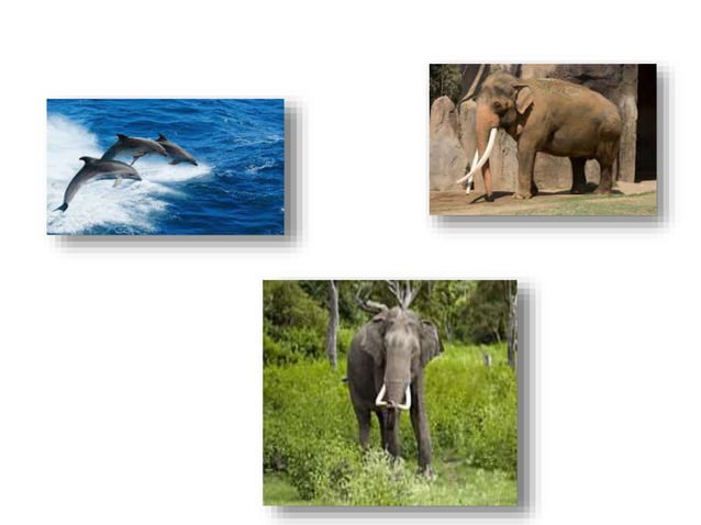 Flora and Fauna-geography | PPTX