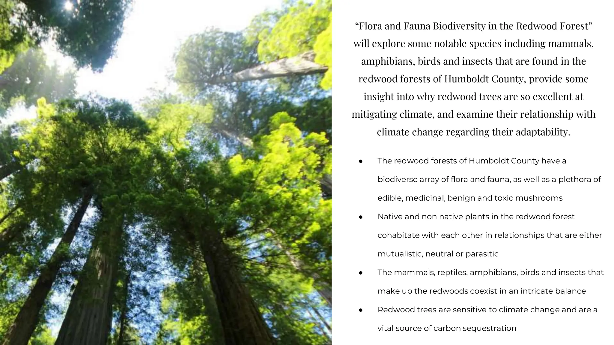 Flora and Fauna Biodiversity in the Redwood Forest.pptx