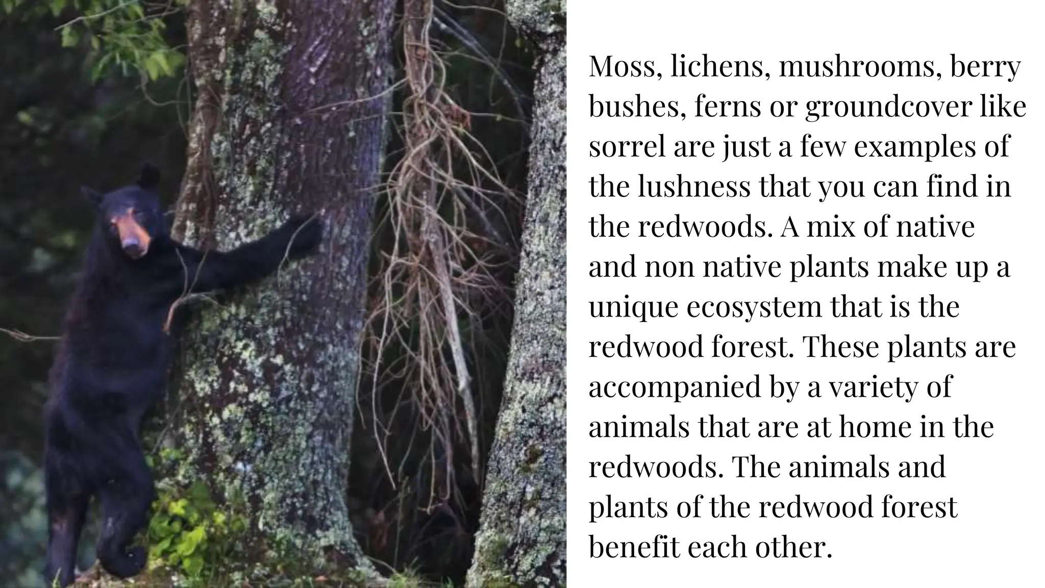 Flora and Fauna Biodiversity in the Redwood Forest.pptx