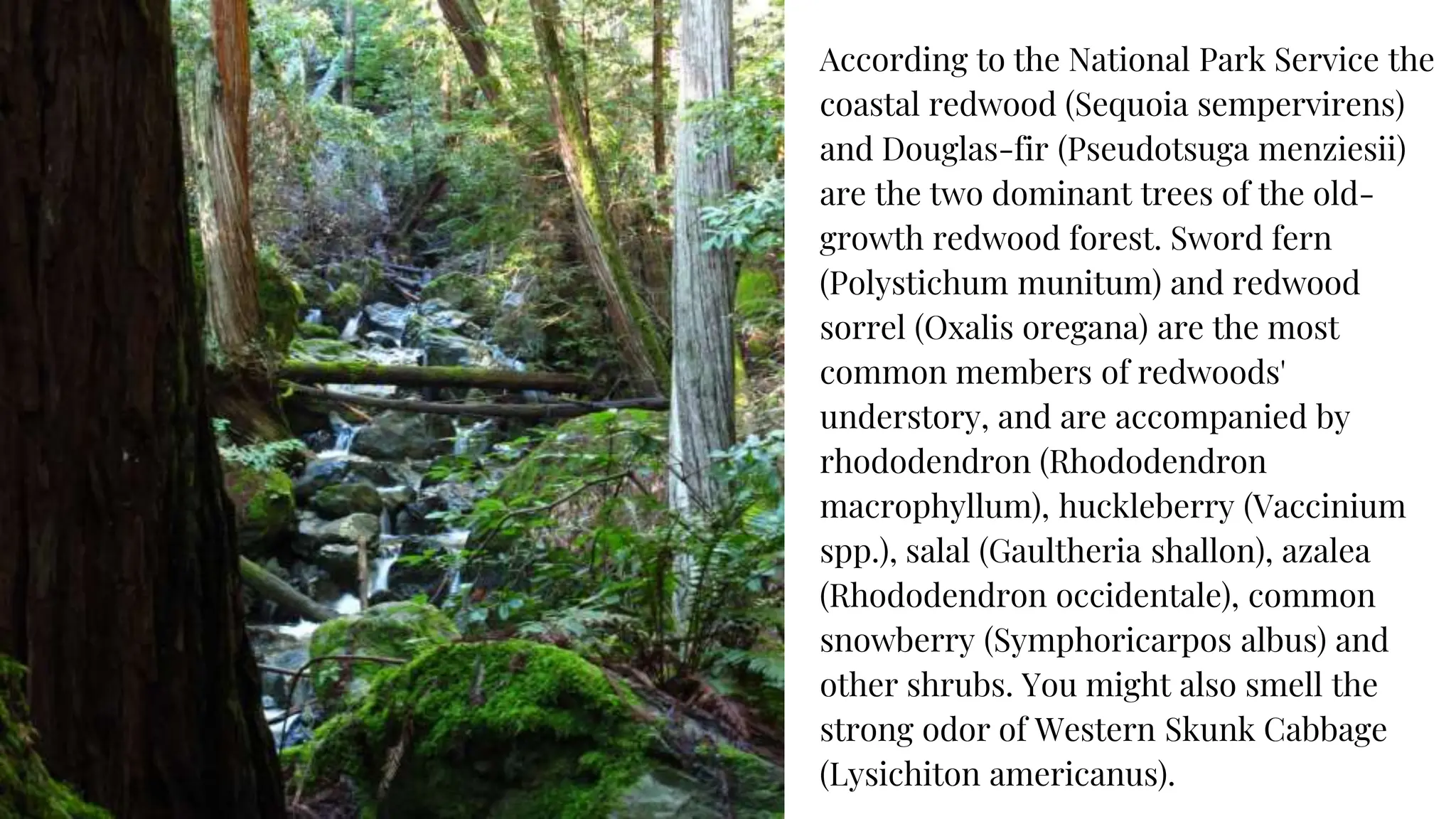 Flora and Fauna Biodiversity in the Redwood Forest.pptx