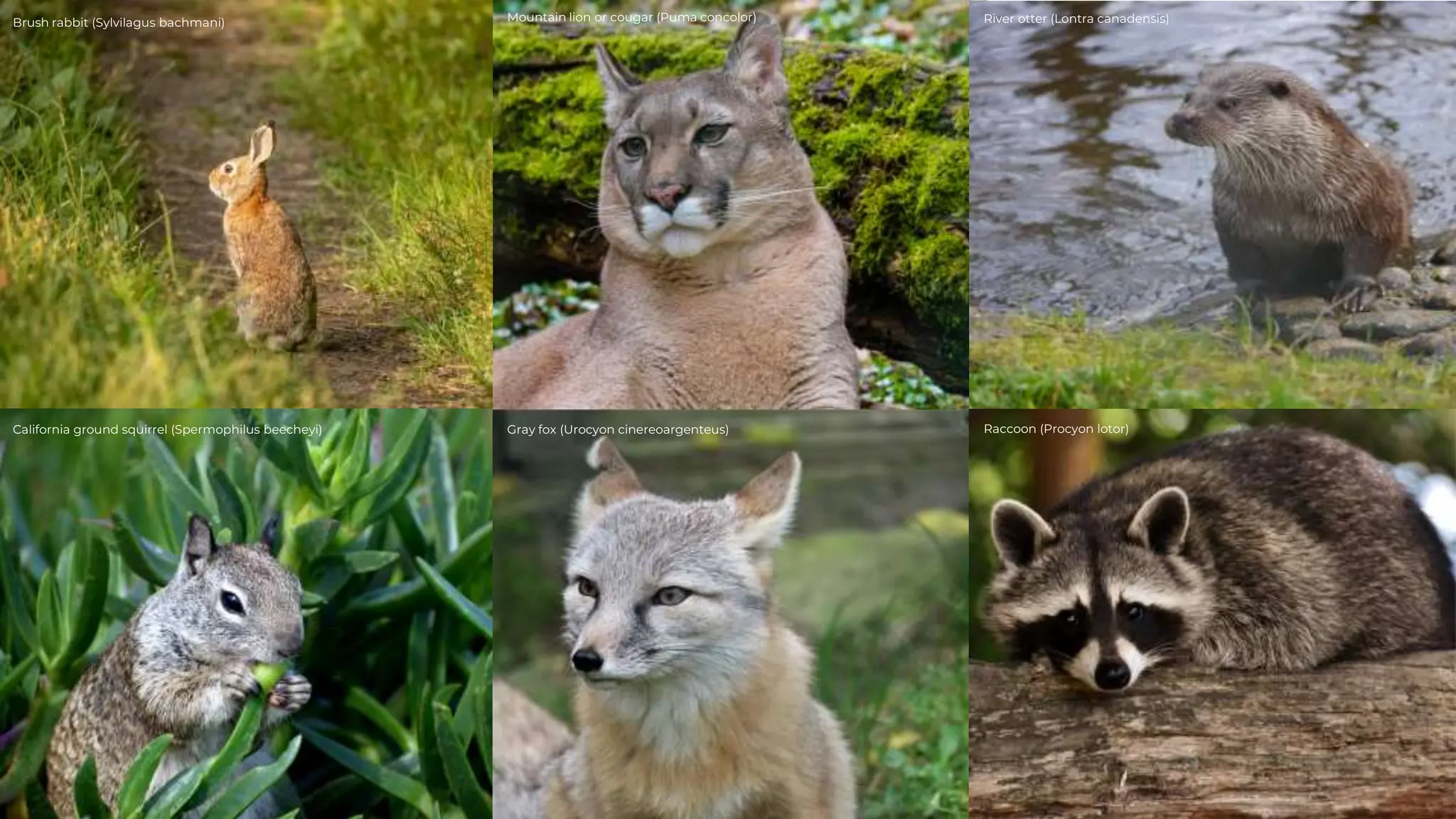 Flora and Fauna Biodiversity in the Redwood Forest.pptx