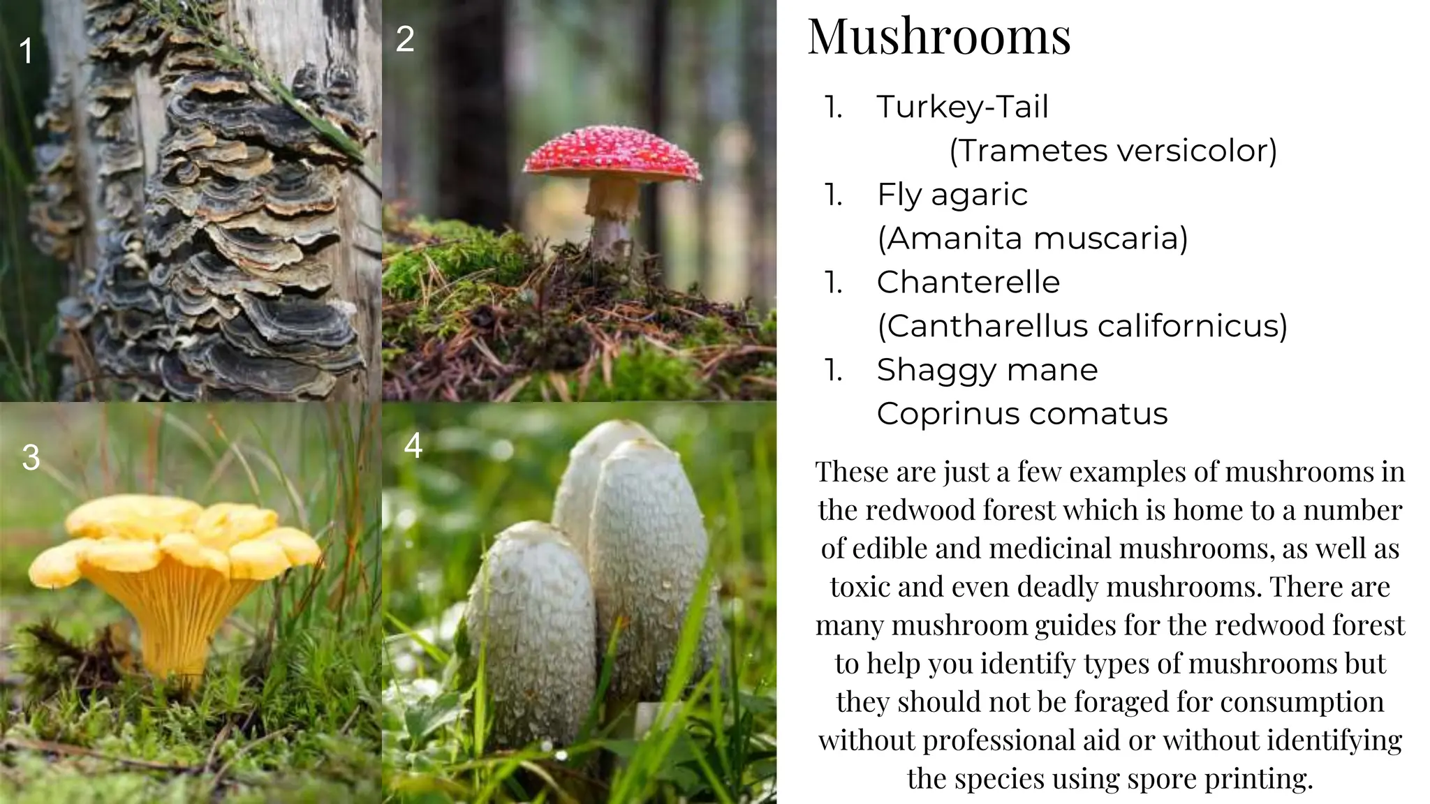 Flora and Fauna Biodiversity in the Redwood Forest.pptx