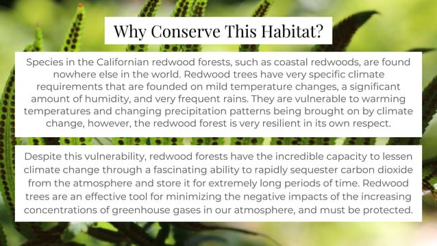 Flora and Fauna Biodiversity in the Redwood Forest.pptx | Reptiles | Pets