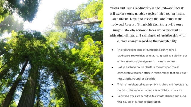 Flora and Fauna Biodiversity in the Redwood Forest.pptx | Reptiles | Pets