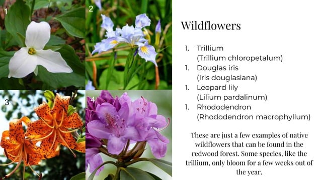 Flora and Fauna Biodiversity in the Redwood Forest.pptx | Reptiles | Pets