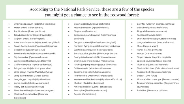 Flora and Fauna Biodiversity in the Redwood Forest.pptx | Reptiles | Pets