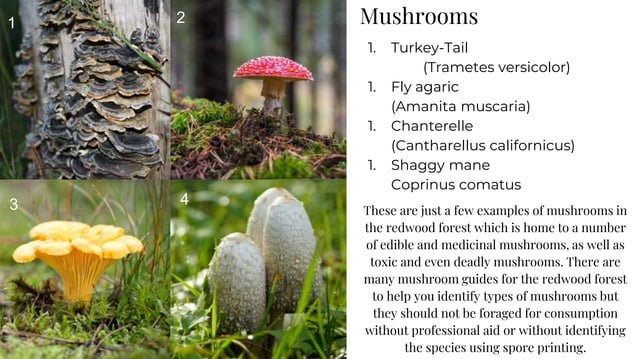Flora and Fauna Biodiversity in the Redwood Forest.pptx | Reptiles | Pets