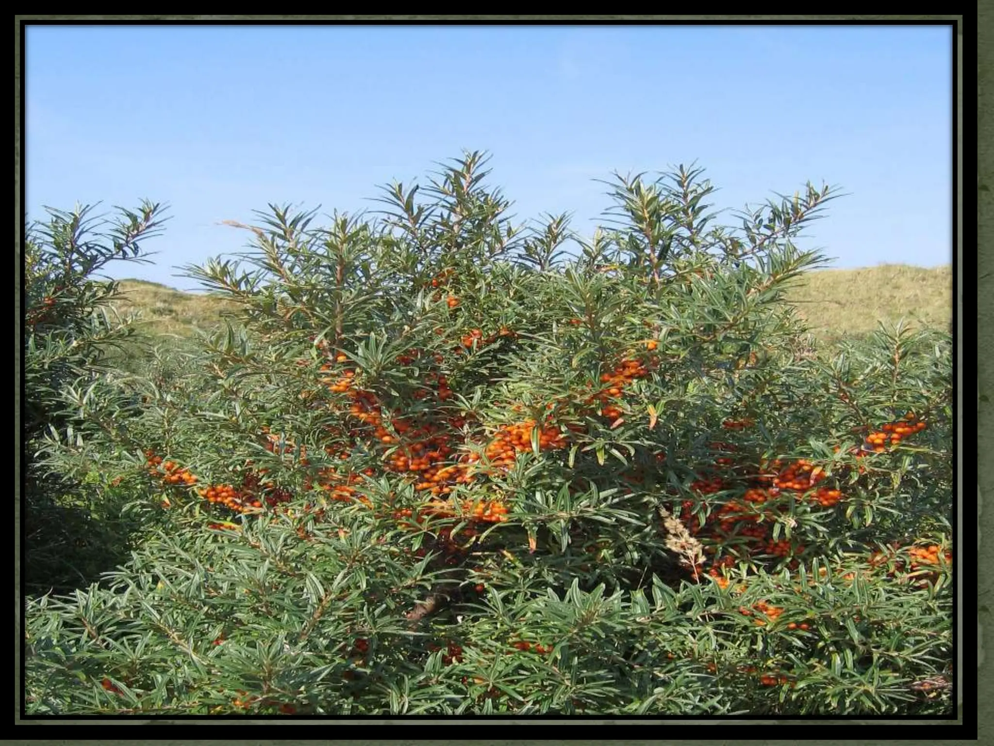 FLORA AND FAUNA LADAKH.pptx