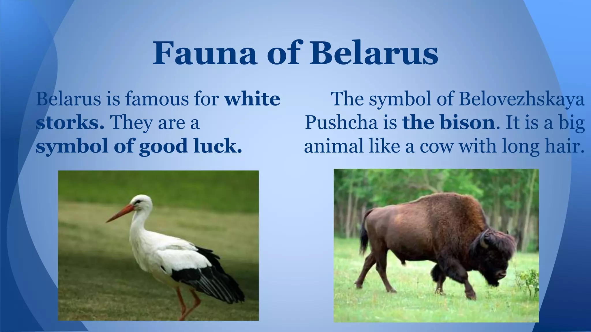 Flora and fauna of Belarus | PPTX